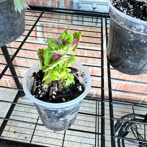 Boho Wavy Plant Pot 4, 5, 6, 7 Tall Clear Pot Perfect Fit Unique ...