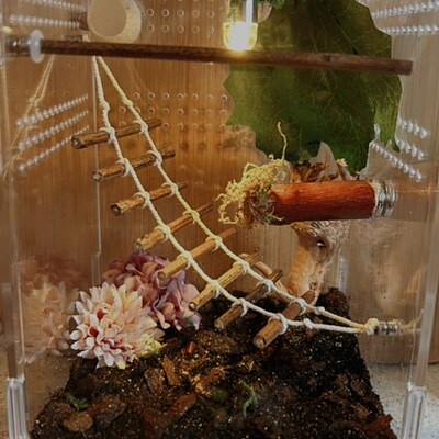 Jumping Spider Sign Post Spooder Lives Here, Spider Hideout Accessories ...