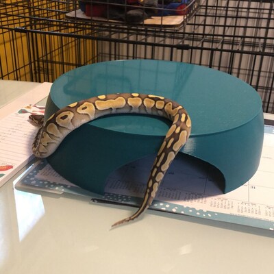 Stroodies Giant Hut Hide for Beardies and Snakes - Etsy