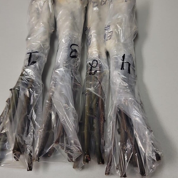 10 MARS GRAPE Cutting / Fruit Tree Scion / Scionwood / Wood / Rooting ...