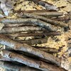 14 Wild Rose Stems With Sharp Briers Craft Witchcraft Art. Fresh Cut ...