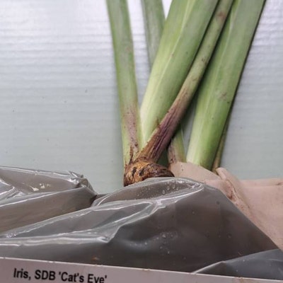 Salix Koriyanagi 'rubykins' Korean Basket Willow - Etsy