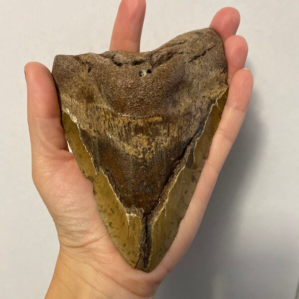 5 Ice Age Turtle Shell Fossils From Florida - Etsy