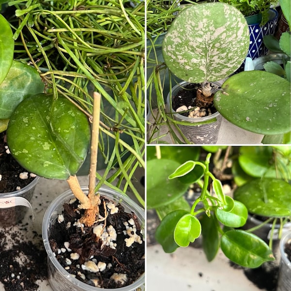 Hoya Cv. Joy Splash - Etsy