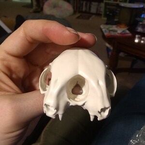 Faux Cat Skull Taxidermy Oddity 3D Printed Bones and Moss | Etsy