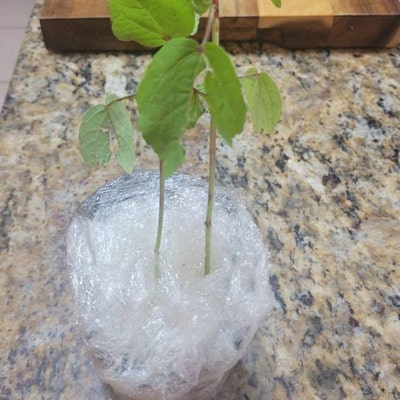Smooth Luffa Gourd Seeds Vietnam Muop Huong, Vegetable Sponge Seeds - Etsy
