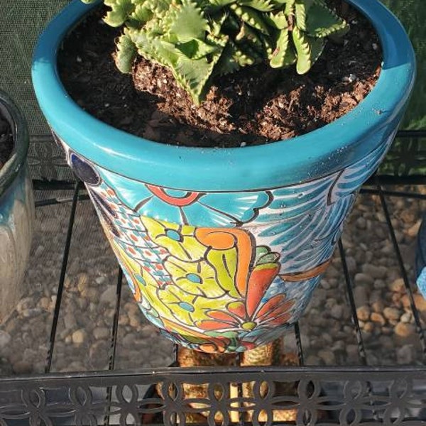 Tylecodon Paniculatus Bonsai Tree Cactus Plant Succulent-easy to Grow ...