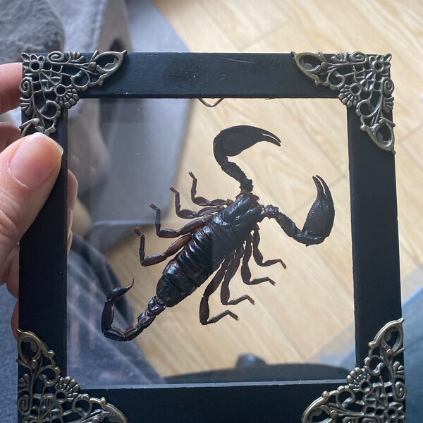 Scorpion Frame Taxedermy Black Wall Decor Gothic Artwork, Preserve ...