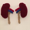 Kidneys Crochet Pattern, Kidney Crochet Pattern, Kidney Amigurumi ...
