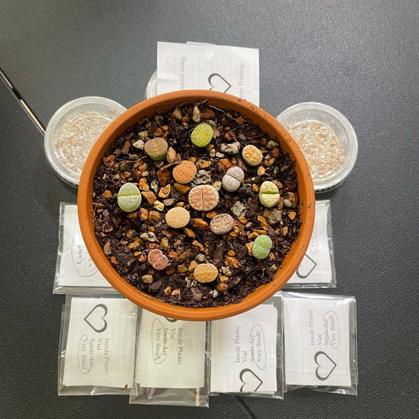 20 Seeds Lithops Aucampiae Mix / Freshly Harvest 20 Premium Quality ...