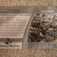 Mimulus X Hybrida Magic Blotch Flower Seed Mix 200 Seeds - Etsy