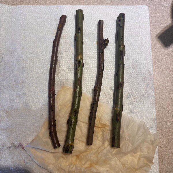 Cacao Tree Starter Plant – Live Tropical Fruit Tree (theobroma Cacao ...