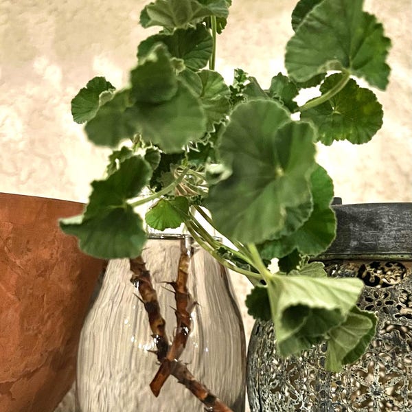 Lovely Pine Scented Fern Leaf Geranium Plant Starter Cutting - Etsy