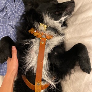 BIOTHANE DOG HARNESS, Large Breeds Training Harness, Biothane Beta ...