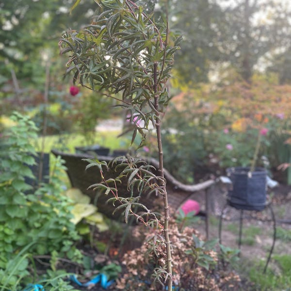 Pinus Densiflora 'pope' (pope Japanese Pine) Rare! - Etsy