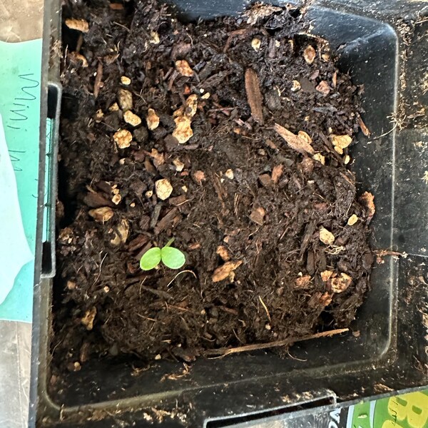Cucamelon Seeds, Mexican Sour Gherkin , Mouse Melons , Tiny Cucumbers ...