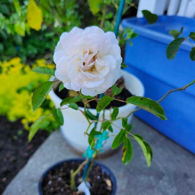 PROM QUEEN Old Garden Antique Own Root Climbing Rose Double White ...