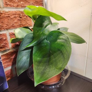 Scindapsus Jade Satin Rare Scindapsus Velvet Pothos Live Houseplant - Etsy