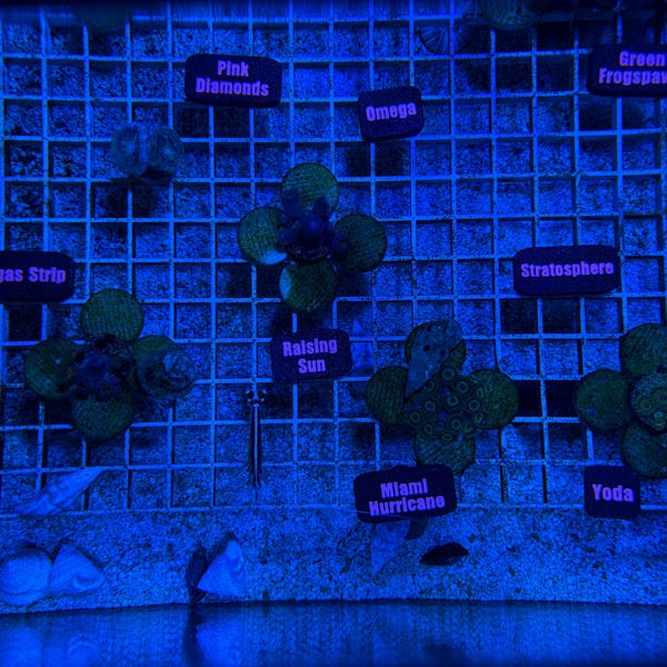 Copepod Breeding Block - Etsy