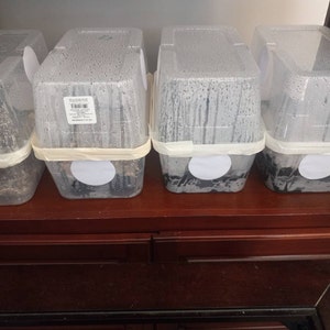 Mushroom Monotub Filter Patches - Etsy