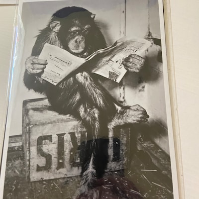 Chimpanzee Reading Newspaper Print, Monkey Business, Funny Print, Black ...