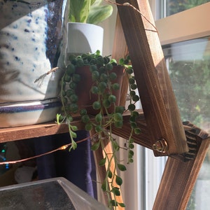 String of Peas, String of Pearls, String of Beads, Senecio Rowleyanus ...