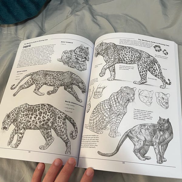 The Weatherly Guide to Drawing Cats - Etsy
