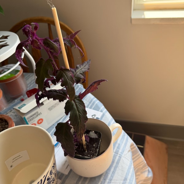 Sempre - Chocolate Anthurium - Rare Find - Actual Plant - Etsy