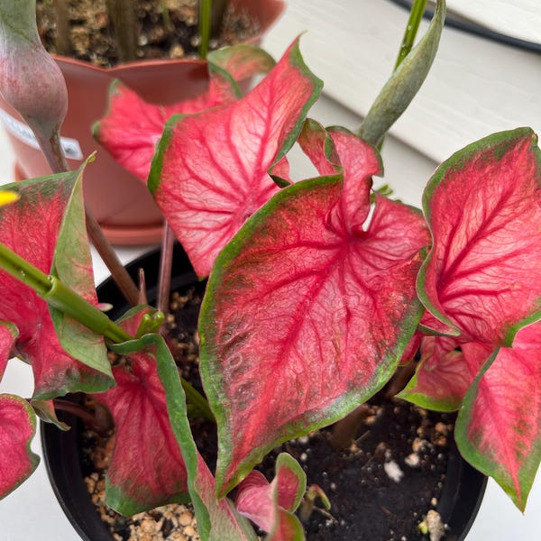 Caladium 'flatter Me' Size 2 2 Bulbs New Crop 2024 - Etsy