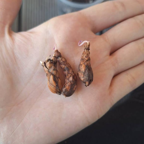 6 X Chinese Wisteria Tree Seeds. Tree Seeds That Can Be Used for Bonsai ...