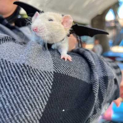 Bat Wings Harness Pet Leash Collar Set Gifts-syrain Hamster/fancy Rat ...