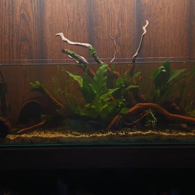 Roly Poly Guacamole Unisex Jersey Short Sleeve Tee Isopod - Etsy