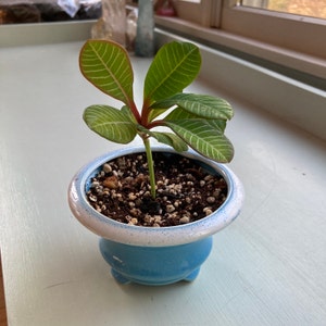 Female Head Face Ceramic Planter Pot Black Small With Drainage | Etsy