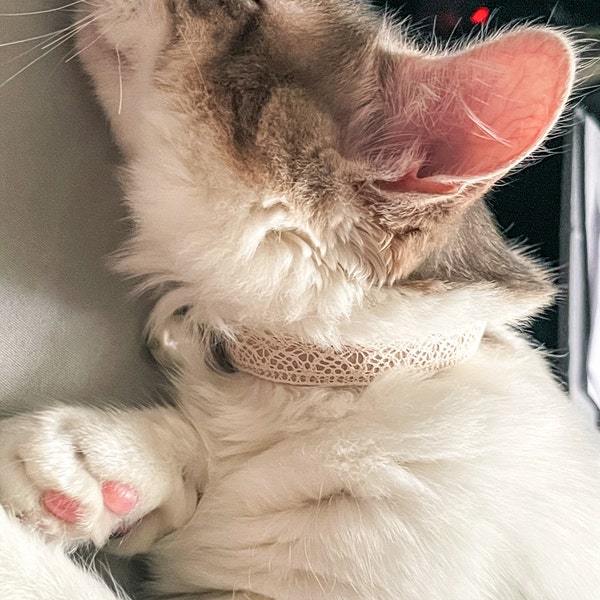 Cute Lace Cat Collar,pearl Cat Collar, Puppy Collar,lace Small Dog ...