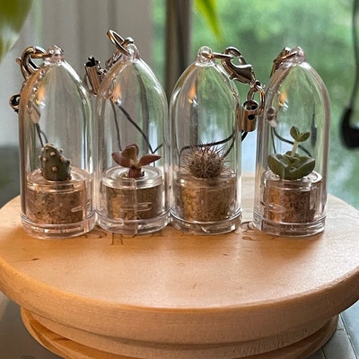 Pinky Rose Live Succulent Terrarium Flower Miniature Living Plant ...