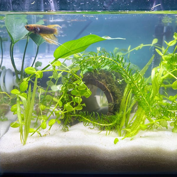 Narrow Leaf Anacharis, Egeria Najas, Live Aquarium/aquatic/background ...