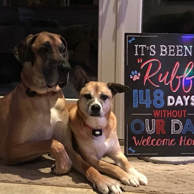 Welcome Home Dog Sign Dad Pet Homecoming Back From Deployment Best ...