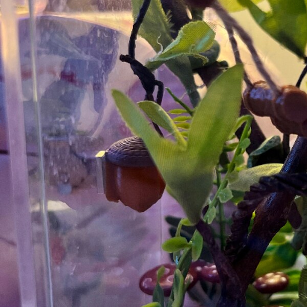 3D Printed Magnetic Acorn Spider Hide- Upgraded Sling Acorn Magnets! - Etsy