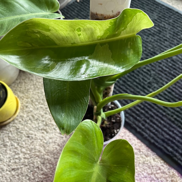 PHILODENDRON SUBINCISUM Huge CUTTING Aka Wilson Wilsonii Ee Not ...