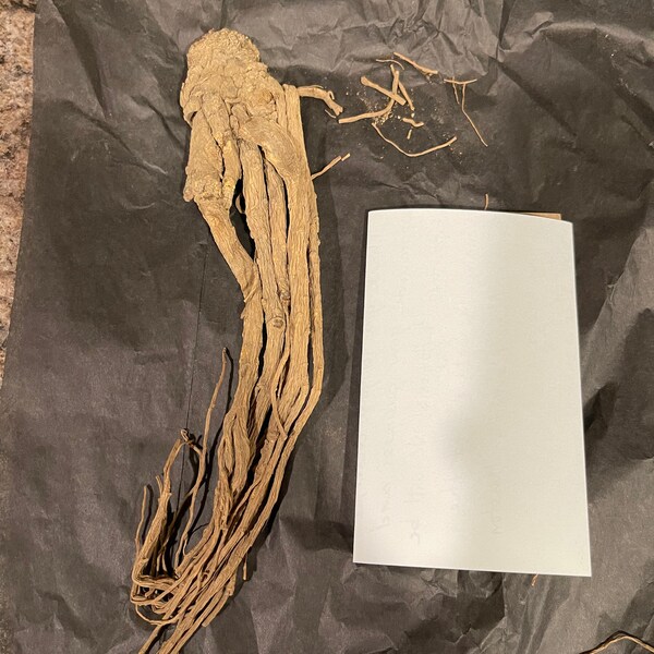 Master Root - A Hoodoo Root That is the Master of Them All (this is NOT ...