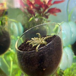 4 Micro Bucephalandra Plants Live Aquarium Plants Free S/h | Etsy