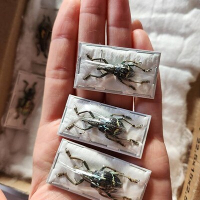 Shadow Box With Real Insects : Taxidermy Frame With Mounted Insects and ...