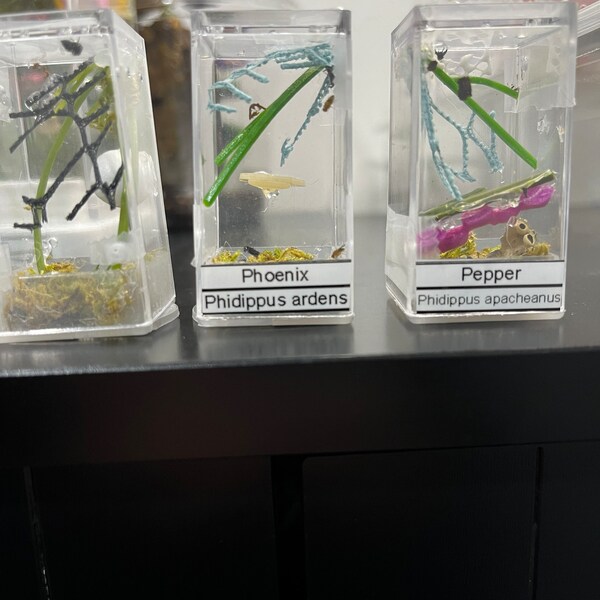 3D Printed Decor, Goth Ledge, Random Color - Creative Spoods - Etsy