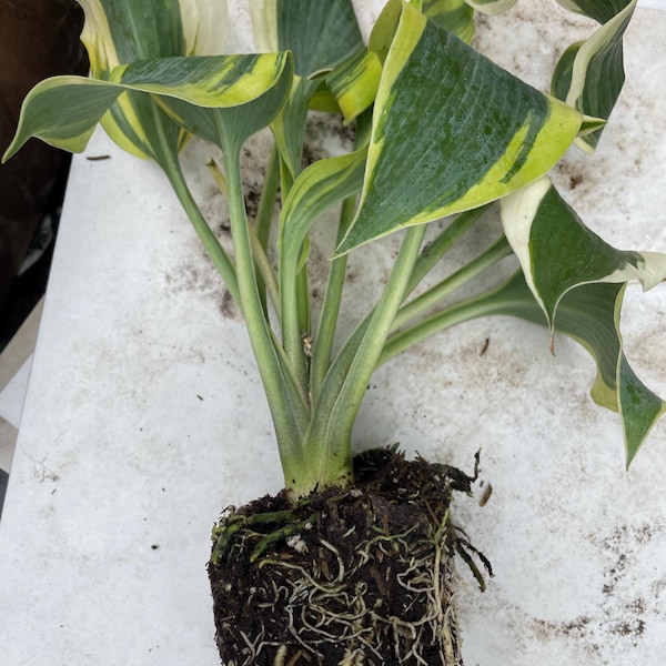 5 Mixed Coreopsis Starter Perennials. Loves Sun. Super Easy to Grow ...