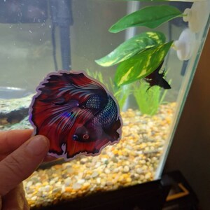 Bumblebee Double Tail Betta Fish Pin, Gift for Betta Fish Lover ...
