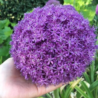 Japanese Radiata White Egret Orchid Flower 50pcs - Etsy