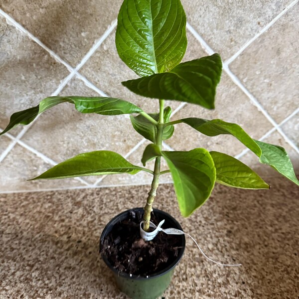 CAROLINA JASMINE Fragrant Swamp Jessamine Yellow Spring Flowering Vine ...