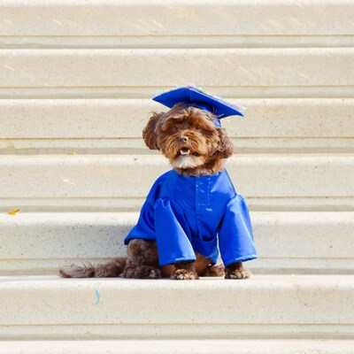 Graduation Dog Gown, Graduation Gift, Dog Costume, Dog Cap and Gown ...