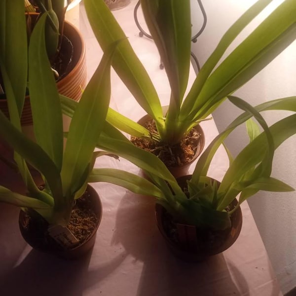 Very Rare Orchid Species Bulbophyllum Bulb Caudatum Rare Live Plant - Etsy