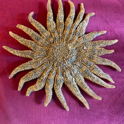 Polished Jade Turbo Shell Large Polished Trochus Polished White Shell ...